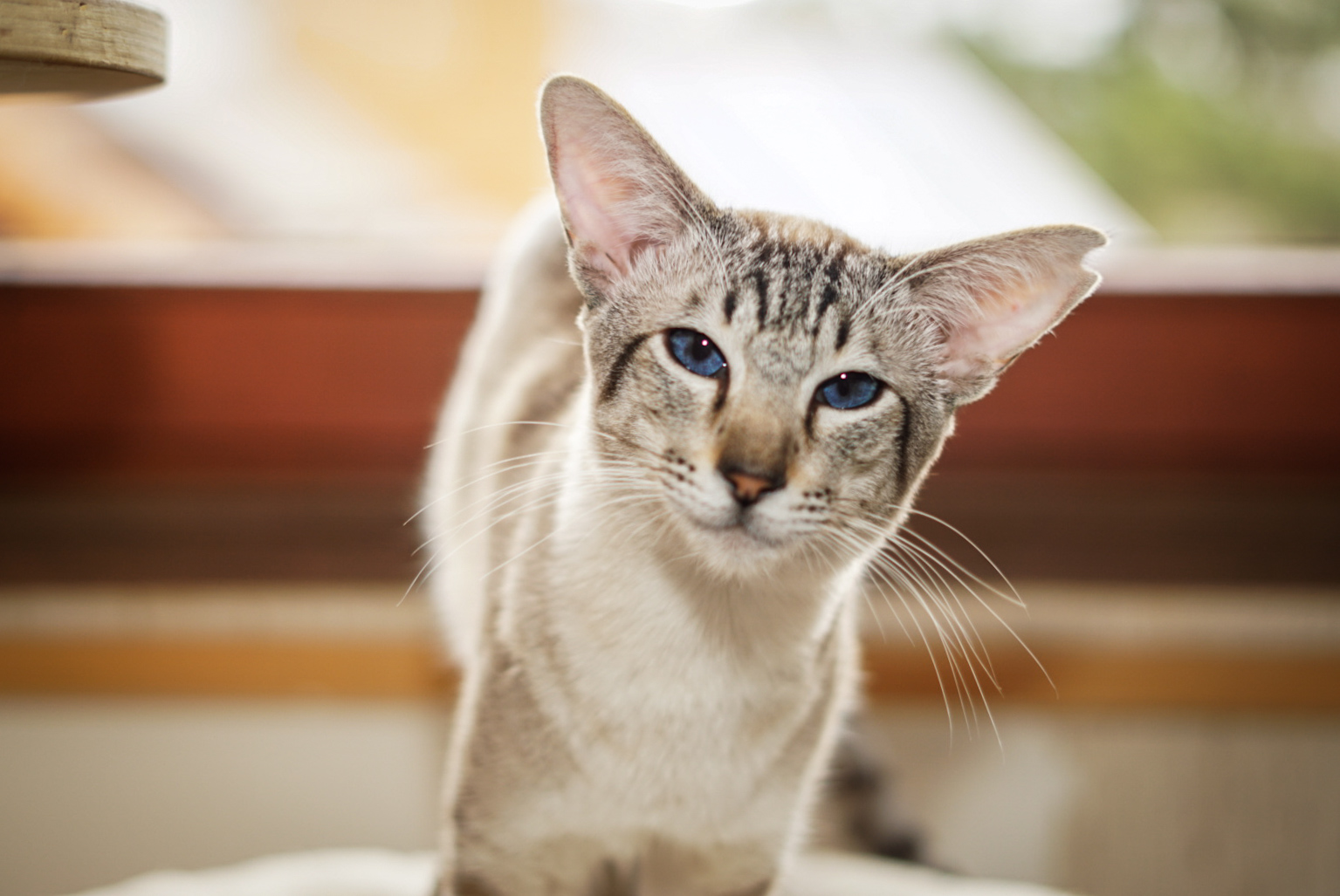 Pläne – Die fantastische Welt der Cinematic Meez